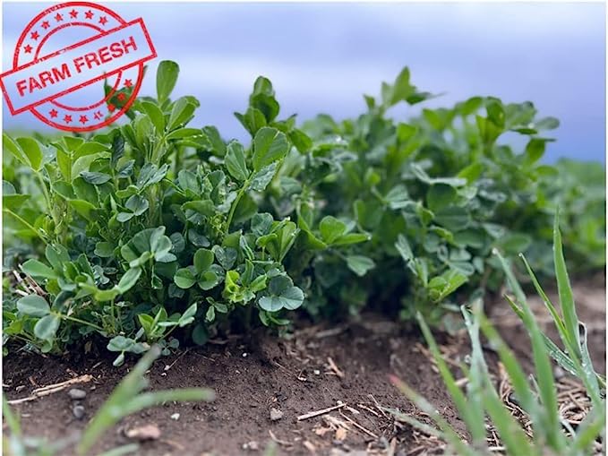 Bunny Honey Bulk Fresh Alfalfa Hay 80oz USDA Organic Alfalfa Hay for Chickens - Best Cut & Delivered Fresh - Promotes Healthy Digestive Function - 5 Pound