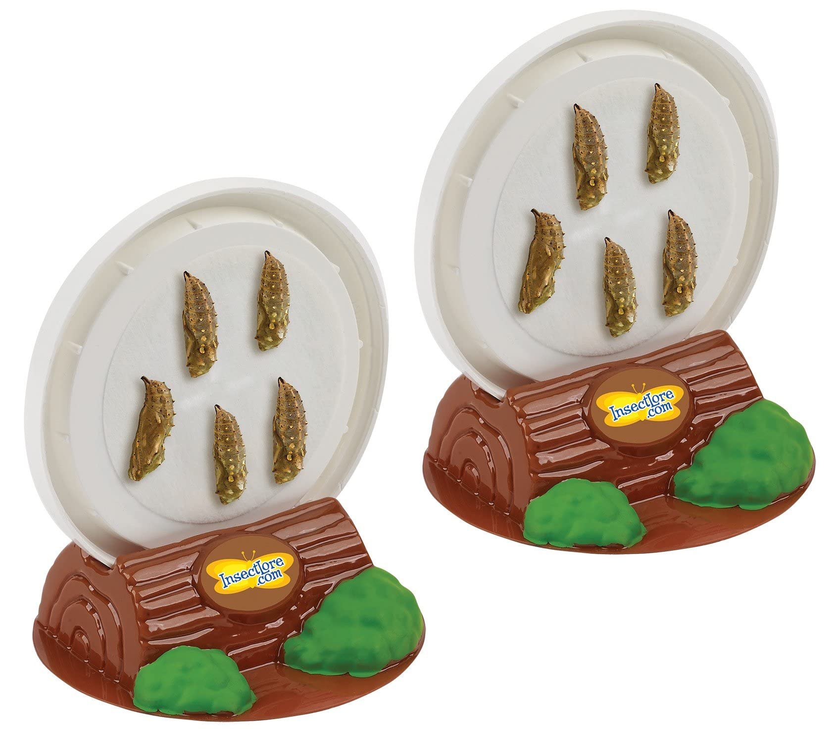 Butterfly Garden with Two Live Cups of Caterpillars - Includes Both English and Spanish Butterfly STEM Activity Journals