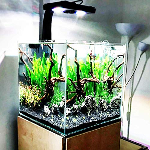 Planterest – Micro Sword Clump Easy Carpet Live Aquarium Plant Decorations BUY2GET1FREE