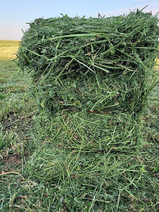 Bunny Honey Bulk Fresh Alfalfa Hay 80oz USDA Organic Alfalfa Hay for Chickens - Best Cut & Delivered Fresh - Promotes Healthy Digestive Function - 5 Pound
