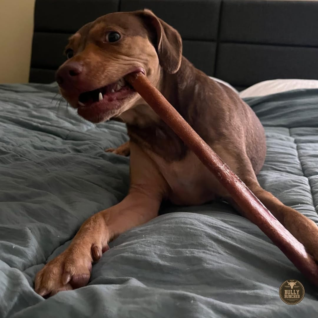 Bully Bunches Premium 12 Inch Thick Odor-Free Bully Sticks for Medium & Large Dogs - Long Lasting Chews for Oral Care - All Natural & Single Ingredient, 100% Beef Dog Treat, Rawhide Free (5 Pk)