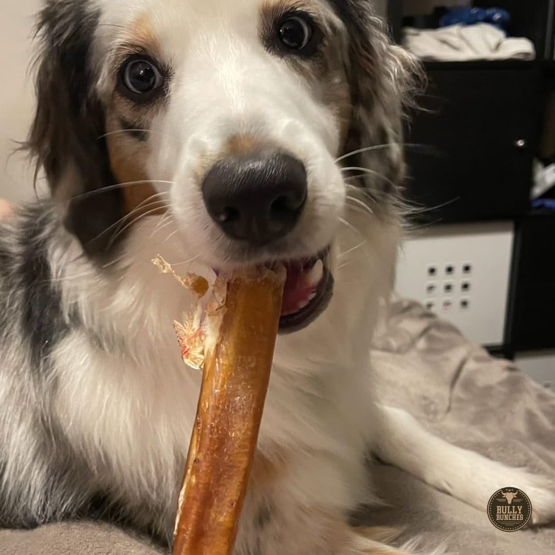 Bully Bunches Premium 12 Inch Thick Odor-Free Bully Sticks for Medium & Large Dogs - Long Lasting Chews for Oral Care - All Natural & Single Ingredient, 100% Beef Dog Treat, Rawhide Free (10 Pk)