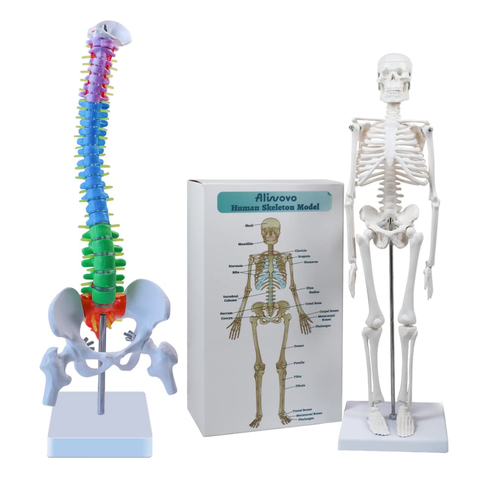 Aliwovo Anatomy Model Spine Cord Skeleton Model with Colorful Manual