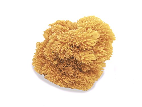 Natural Sea Sponges for Artists - Unbleached 5"-5.5" 2pc Value Pack: Great for Painting Decorating Texturing Sponging Marbling Effects Faux Finishes Crafts & More