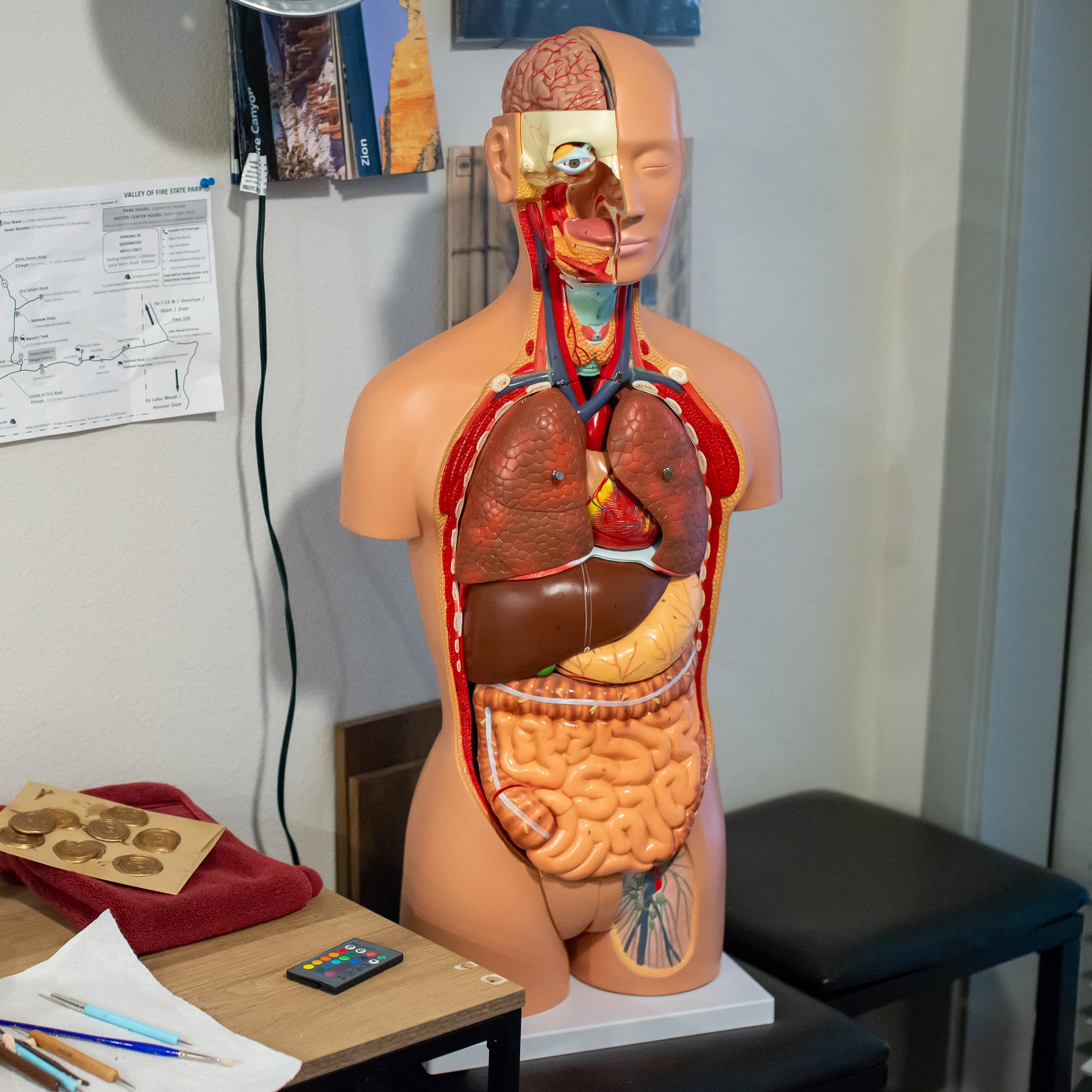 MonMed Human Torso Model β Life Size Human Body Model Anatomy Doll with Removable Organs 3D Human Organ Model