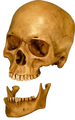 Nose Desserts Life Size Model Human Skull Replica Aged Earth-Brown Relic - Medical Anatomy Reproduction Brand