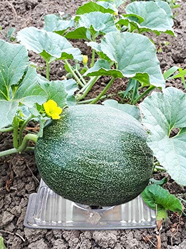 kemengsuer 100 Pieces Plastic Melon Cradle, Fruit & Vegetable Cradle Stands, Holds up to 20 lbs, Clear Plastic Melon Support Cradle for Keep Watermelon Off of The Ground(13.5 x 10.5cm/5.11 x 4.13inch)