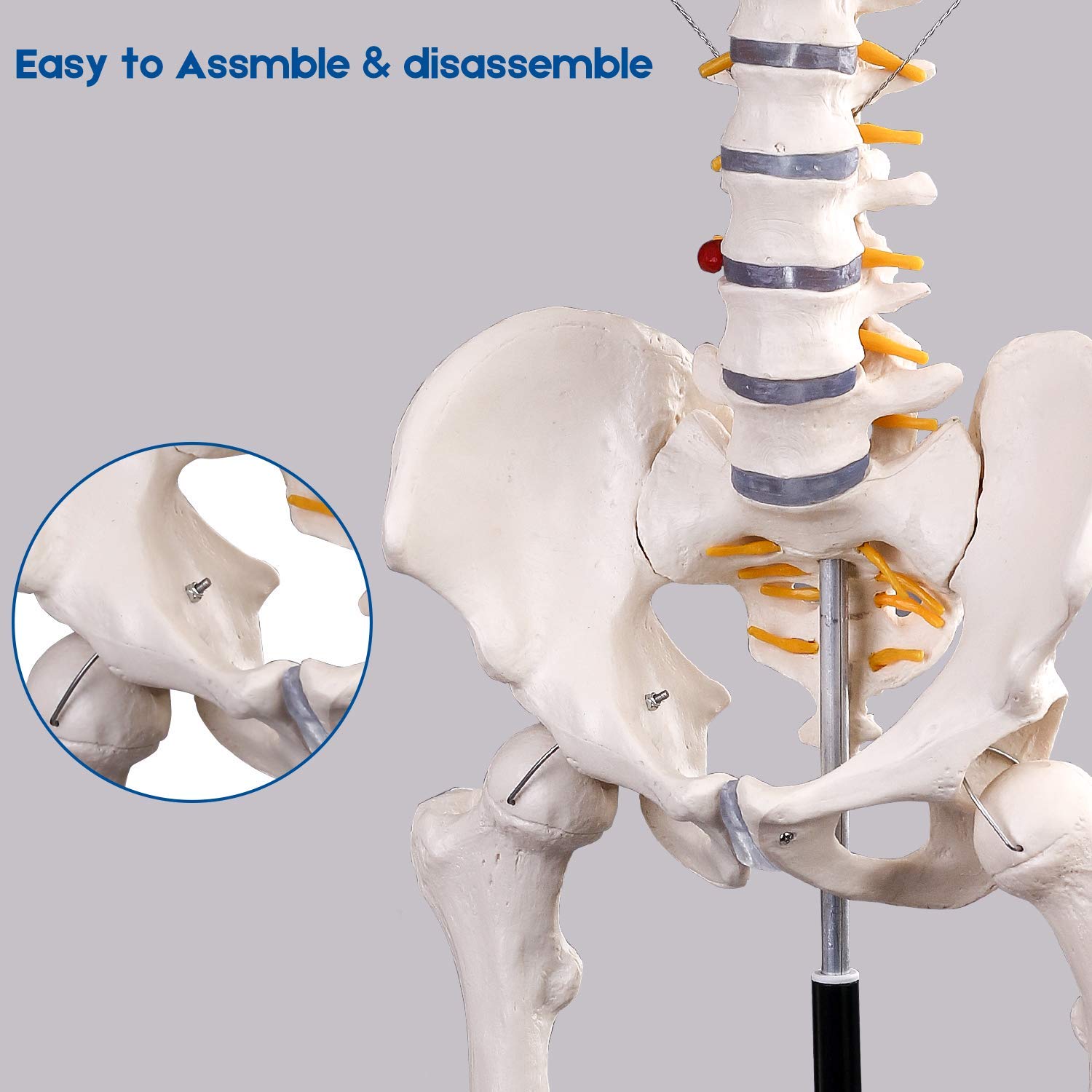 LYOU Human Skeleton Model, Medical Anatomical Skeleton Life Size 70.8 in with Rolling Stand for Anatomy Teaching and Studying, Colorful Poster Includes