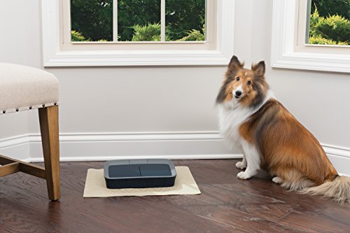 PetSafe Digital Two Meal Automatic Pet Feeder for Cats and Dogs, 2 x 200 g Trays, 4 Day Programming,Blue