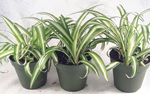 Ocean Spider Plant - 4'' Pot 3 Pack for Better Growth - Cleans the Air/Easy to Grow by Jmbamboo