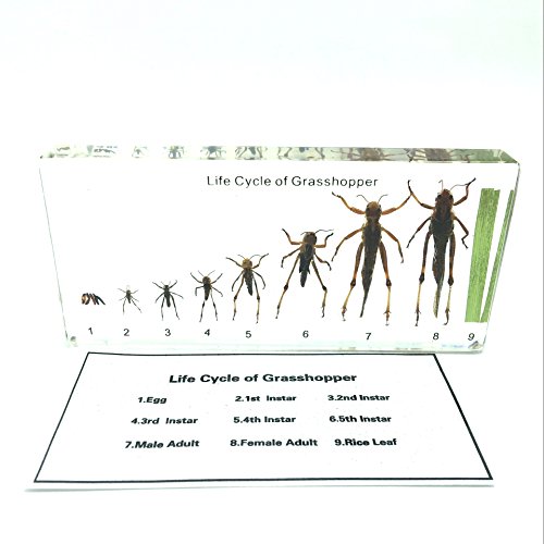 Lifecycle of a Locust(Grasshoppeer) Paperweights Specimen for Science Education Paperweight for Book for Office for Desk