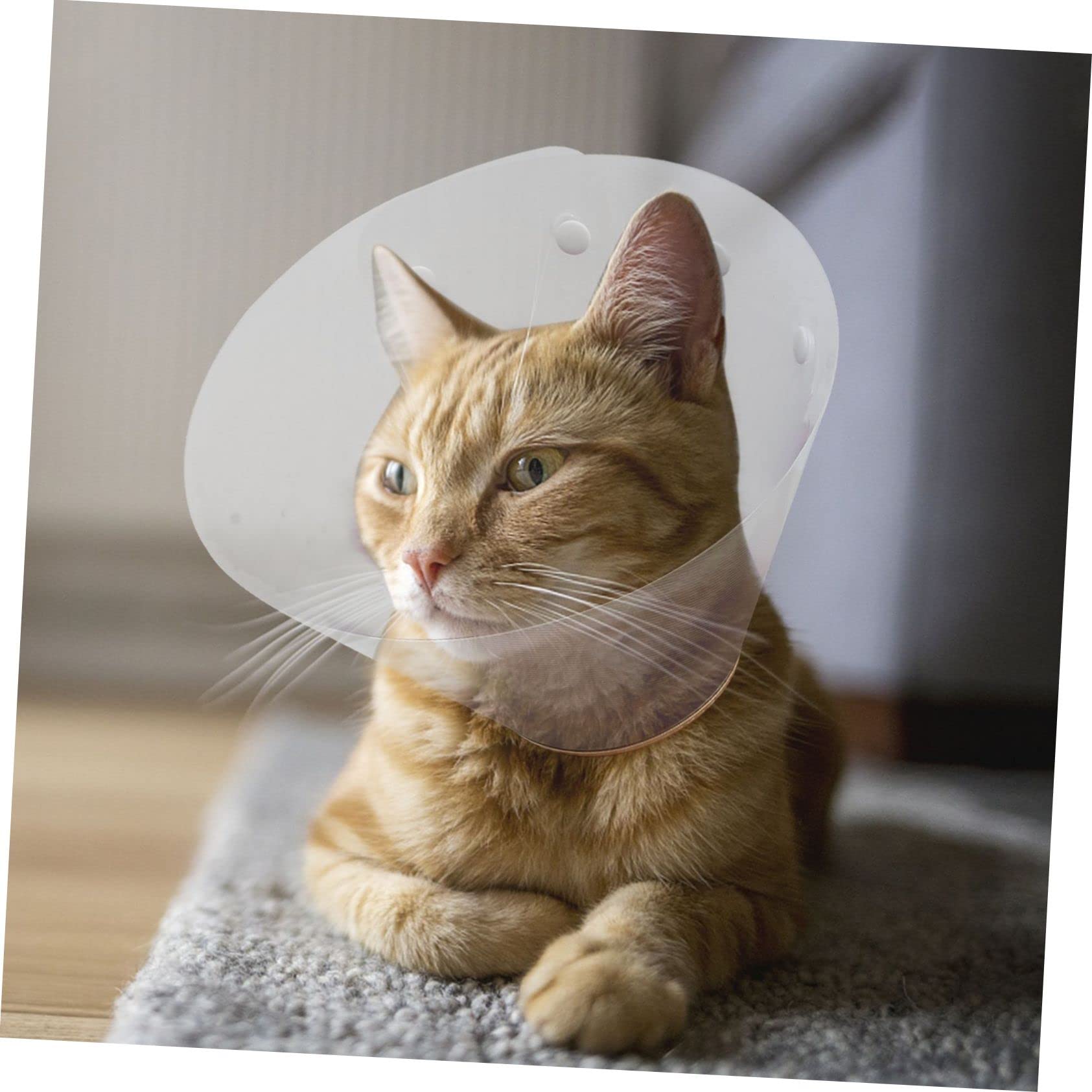 POPETPOP Elizabeth Circle Kitten Collars Adjustable Puppy Collars for Litter Dog Collars for Puppies Cat Recovery Collar Cat Recovery Neck Cone Cat Kitten Recovery Collar Pets Puppy Cone