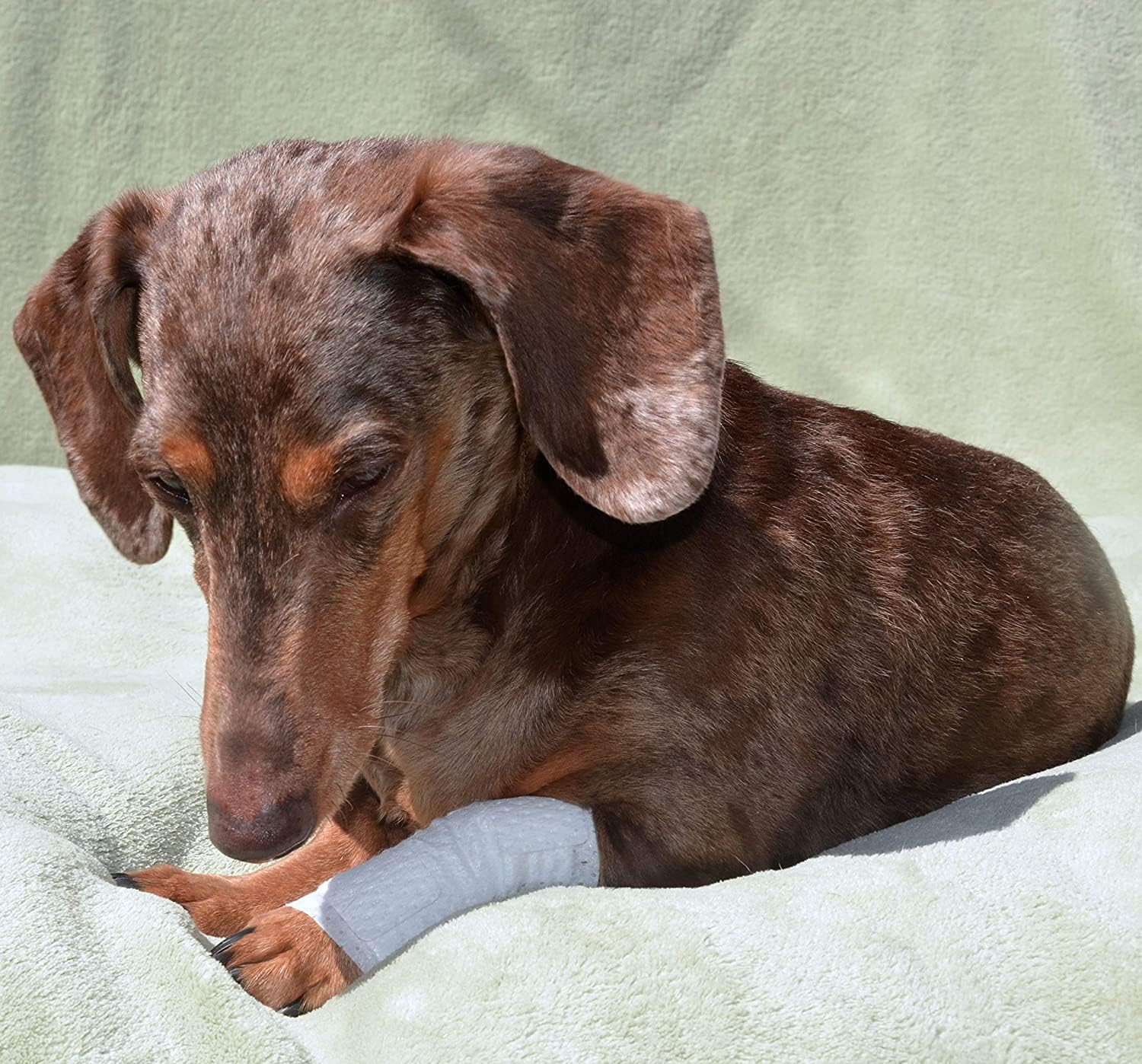 PawFlex Joint and Large Area Wound Bandages for Dogs Cats & Other Pets. Great for Leg Joint sprains and Tail Injuries! Non Adhesive Breathable Non-Slip Disposable Washable Value Pack (L/XL 12pk)