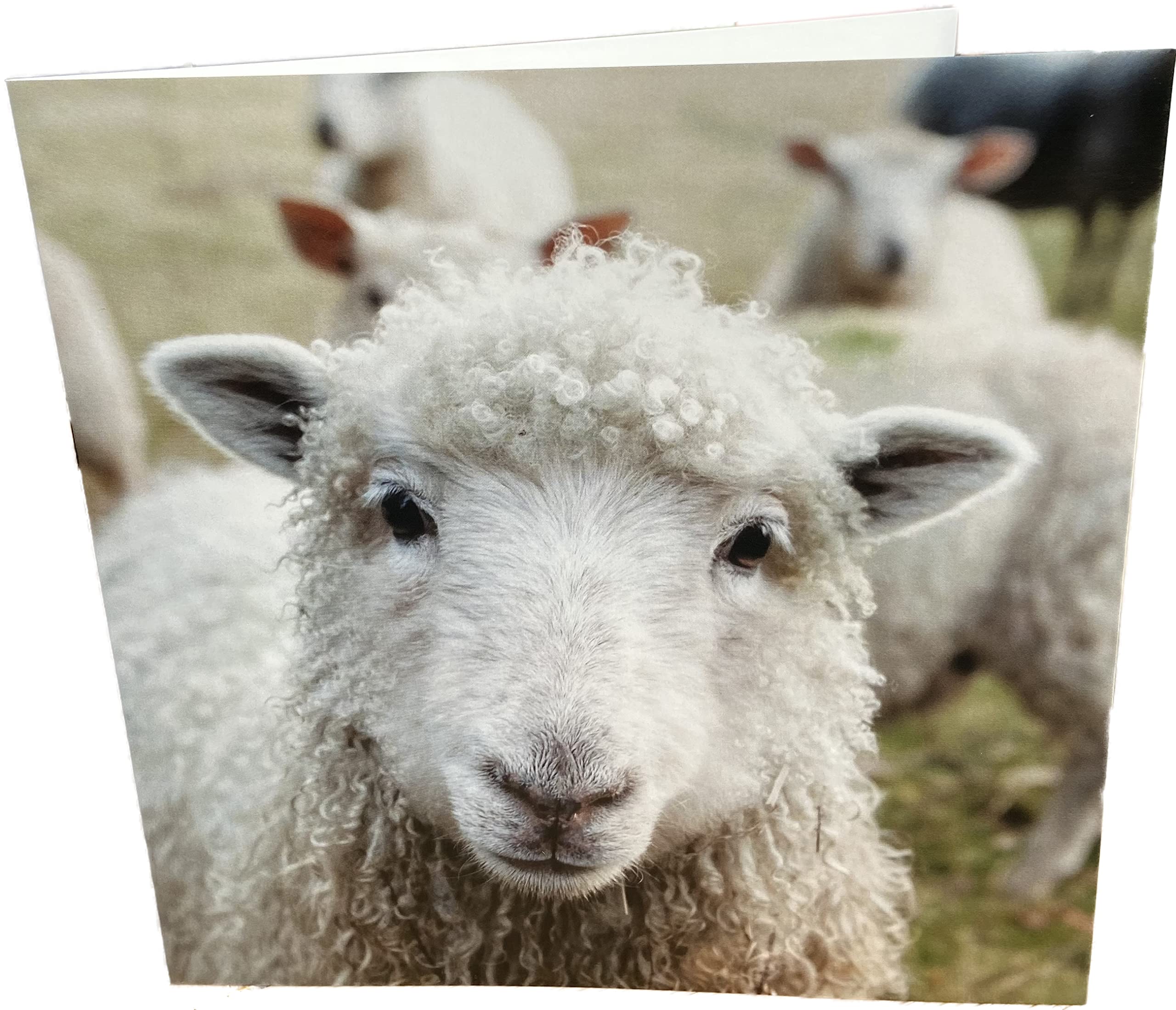 Maturi Sheep Photographic Blank Birthday Greetings Card, 6" x 6" Square
