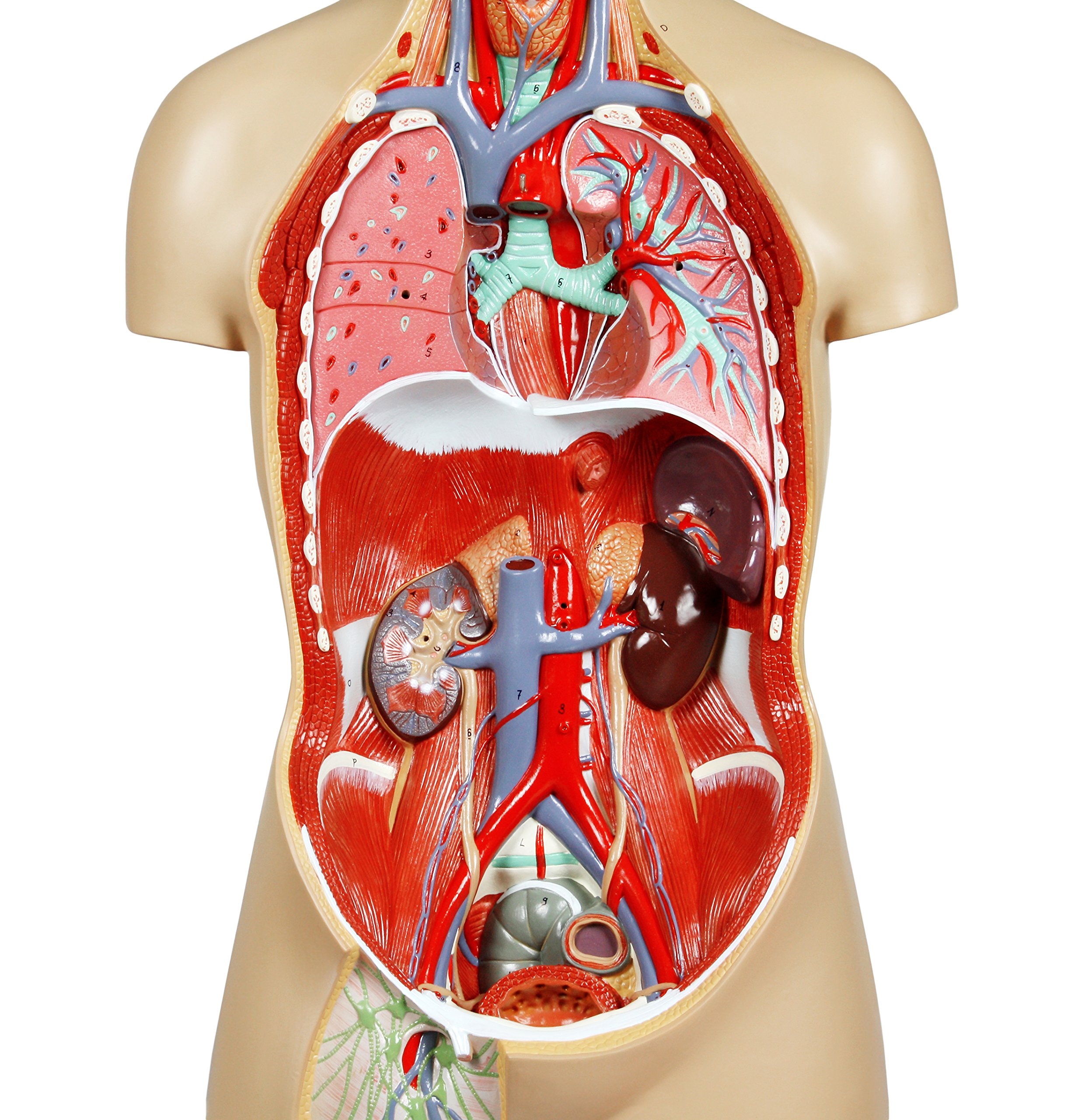 Vision Scientific VAT107-DC 17 Parts Sexless Human Torso | Open Back Exposes Muscular Layers, Vertebral Volume, Nerve Branches |Neck Dissected Shows Muscular, Neural, Vascular and Glandular Structure