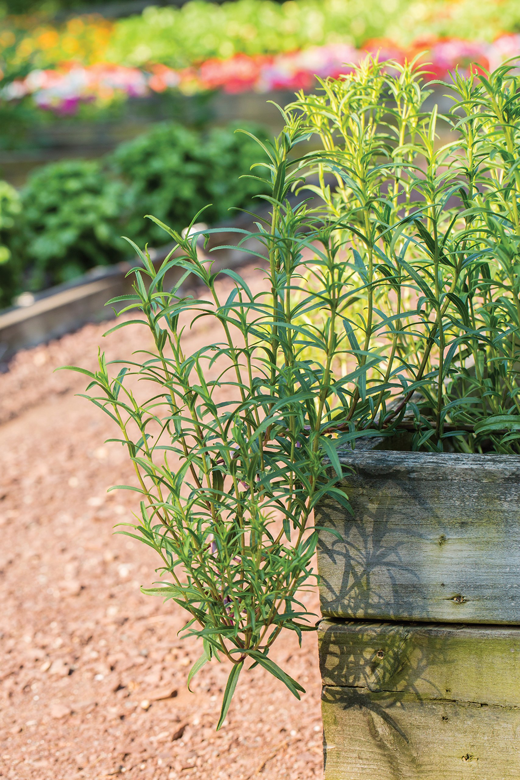 Burpee Mexican Tarragon Seeds 500 seeds
