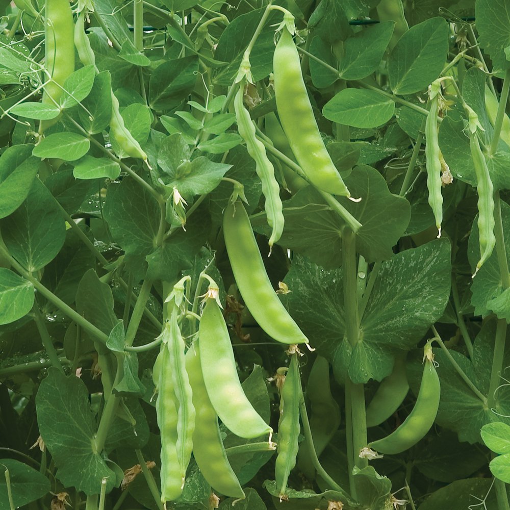 Burpee Snowbird Pea Seeds 300 seeds