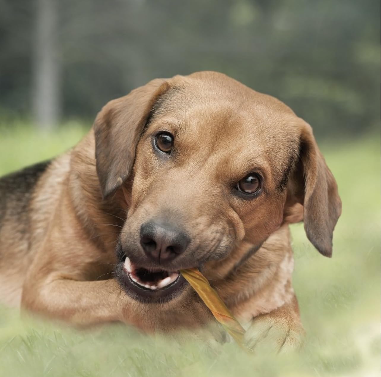 XALEZ Cadet Choice Chews with 12 Large Knotted Bones - Made with Real Peanut Butter - 1 Bag- 40 OZ TM Gift Box