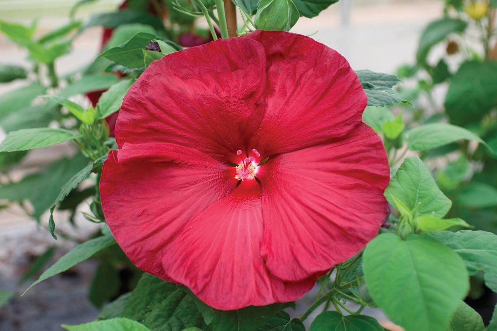 Burpee Honeymoon Red Hybrid Hibiscus Seeds 5 seeds