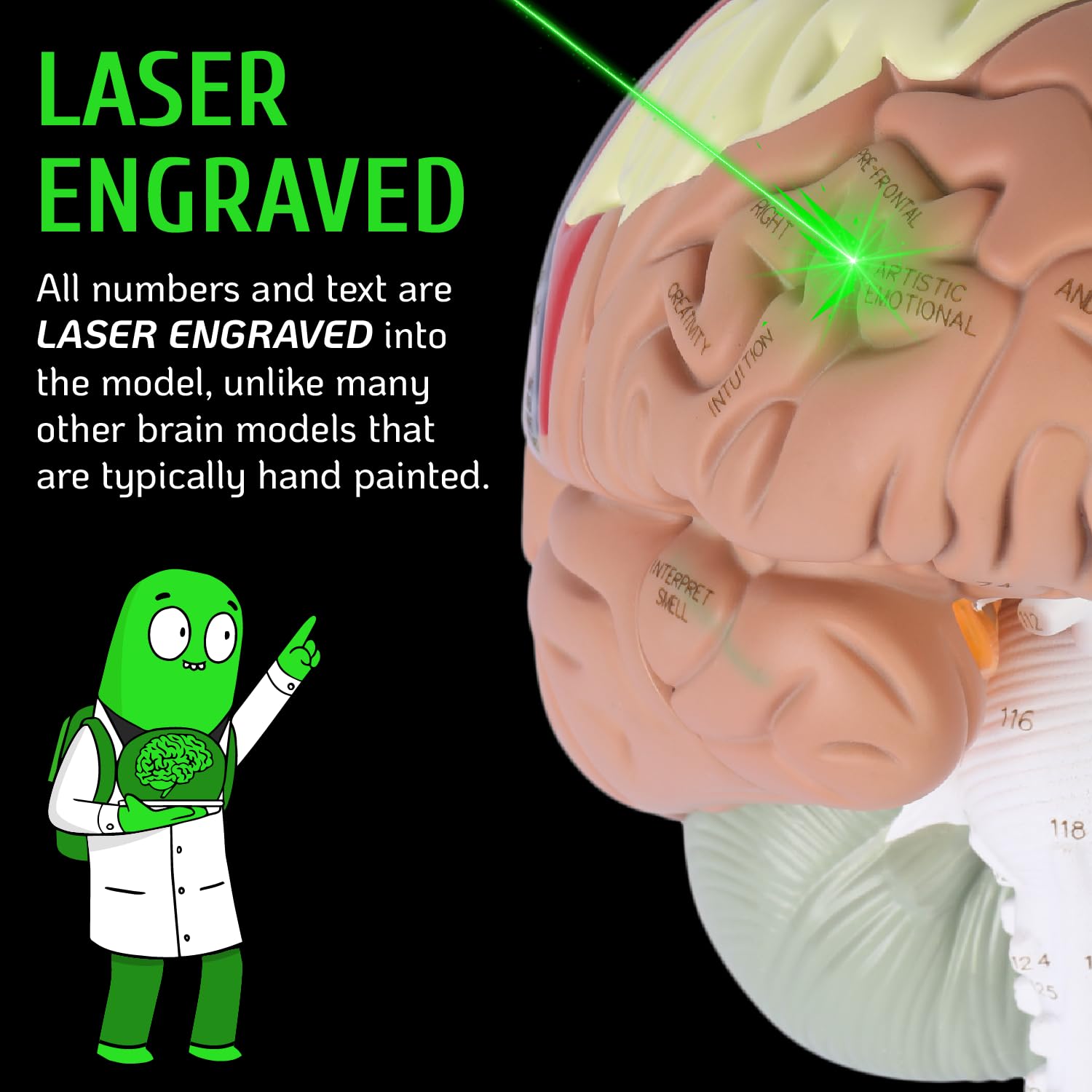Geekidoc Human Brain Model with Laser-Engraved Numbers and Labeling | Includes Sturdy Metal Stand, Lightweight Carrying Case and Magnetic Dissections | 2x Life-size Human Brain Anatomy Model