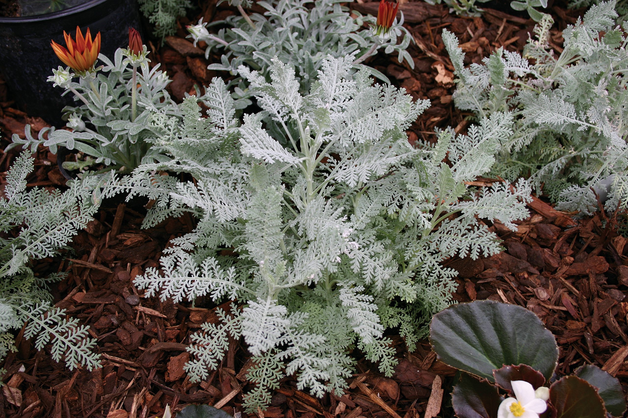 Burpee Silver Lace Dusty Miller Seeds 100 seeds