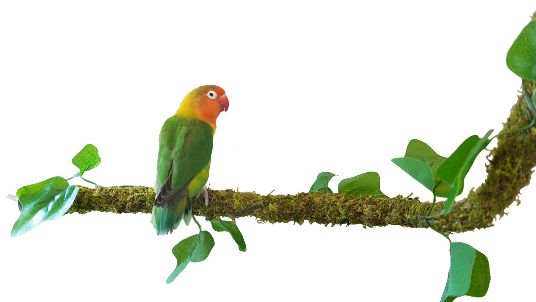 Begeterday 25 Inch Bendable Bird Perches, Bird Toys, Ideal Bird Cage Accessories