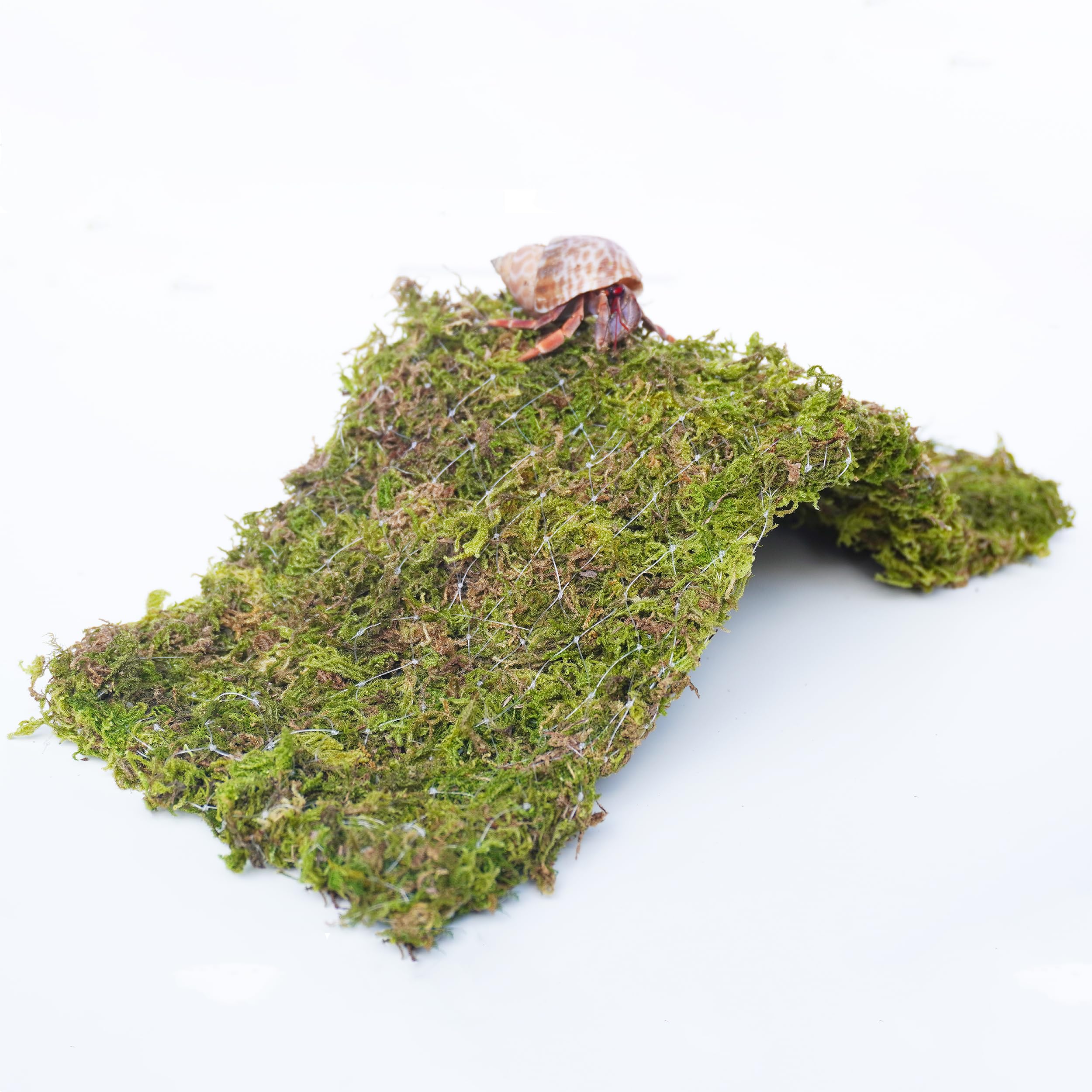 Begeterday Hermit Crab Climbing Toys, 13.5 inch Bendable Climbing Bridge, Ideal Hermit Crab Supplies for 10 Gallon Hermit Crab Tank