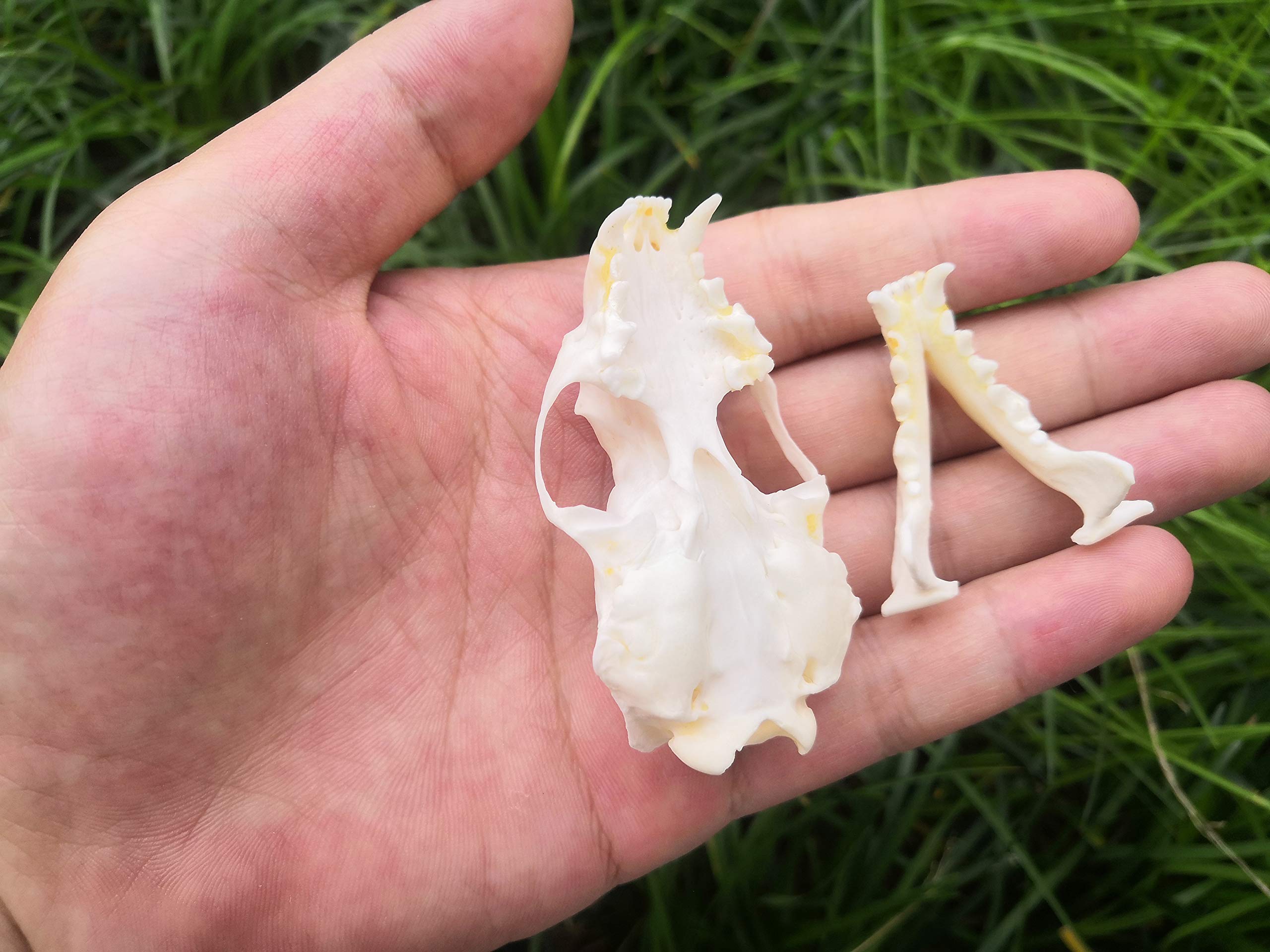 Racoon Dog Skull,Cat Skull,Coypu Skull,Muskrat Skull,Fox Skull,Raccoon Dog Skull,Mink Skull,Taxiderm Skull Specimen
