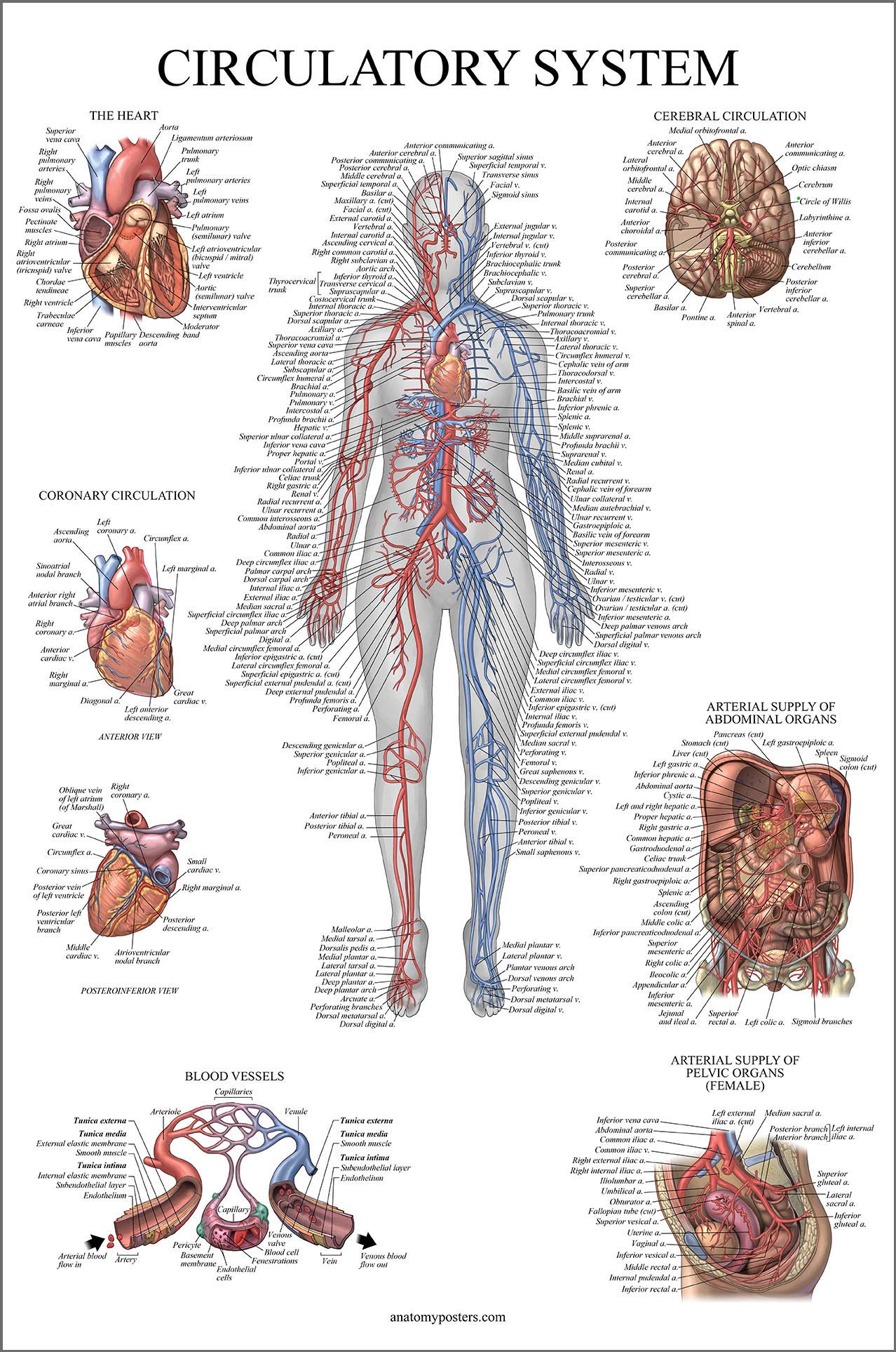 Palace Learning Circulatory System Anatomical Chart - Vascular Anatomy Poster - (18" x 24")