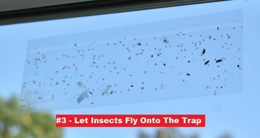 Window Fly Traps by Titan Traps - Sticky Fly Paper, Window Bug Catcher, Indoor Fly Trap, Fly Paper Bug Sticky Strips, Window Fly Strips, Bug Sticky Trap - 30 Disposable Fly Traps (2 Pack)