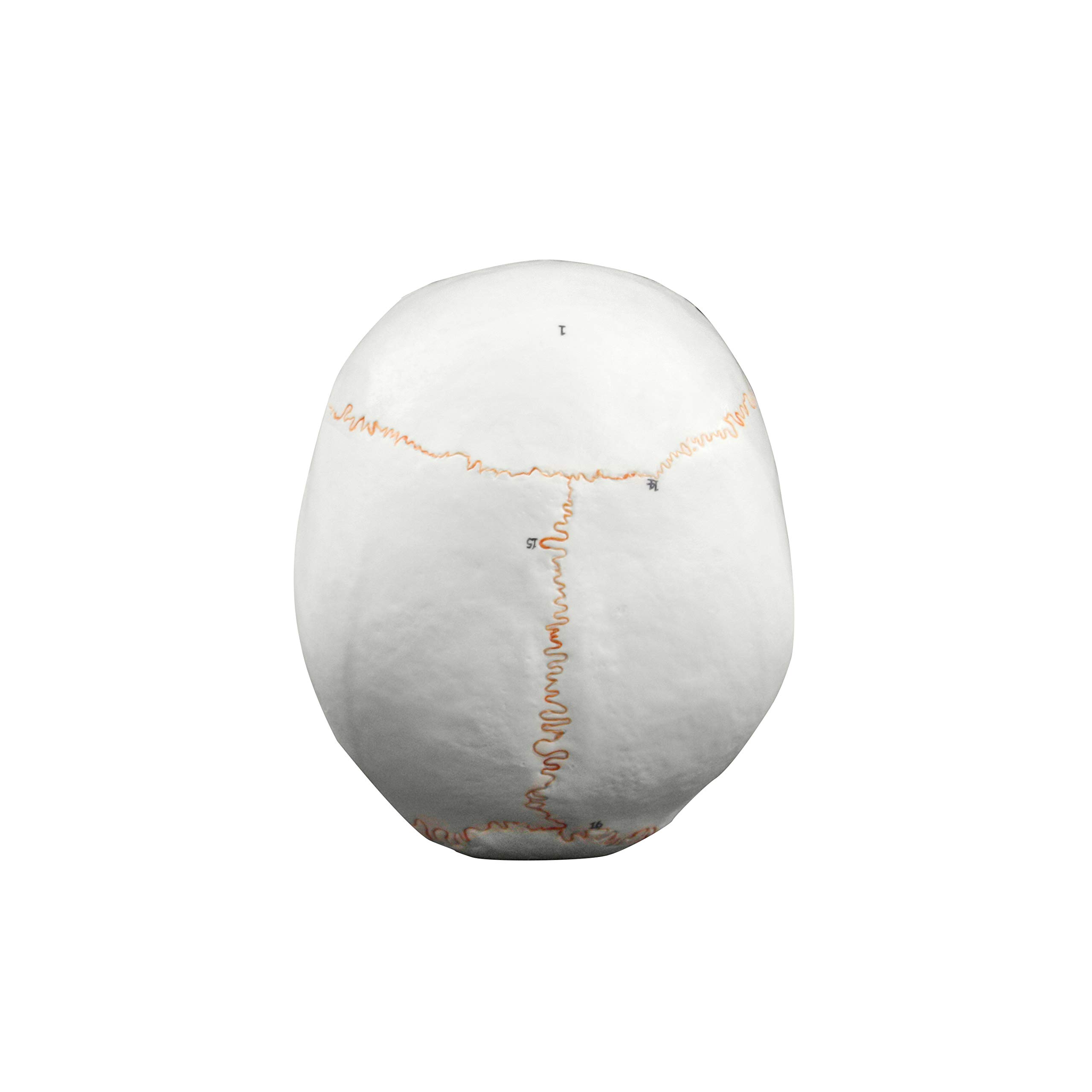 Parco Scientific PB00029 Medical Numbered Human Skull-3 Part | Life Size | from Real Human Skull, Detail Hand Painted Numbering | Sectioned Skullcap | Suture Lines & Full Dentition | Labelled Diagram