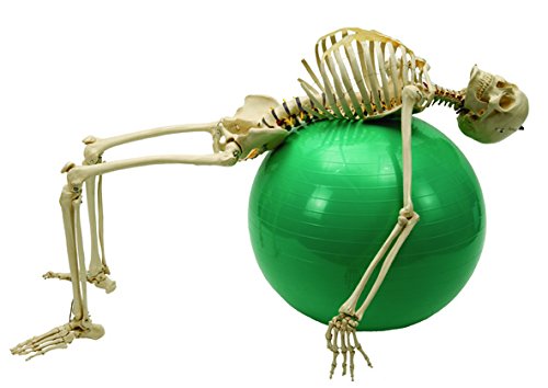 Rudiger Anatomie Physiological Skeleton with Flexible Spine, Spinal Cord, Vertebral Arteries, Mounted Herniated Disc and Sectioned Sacrum, Includes Display Stand with Casters, Dust Cover, and Warranty