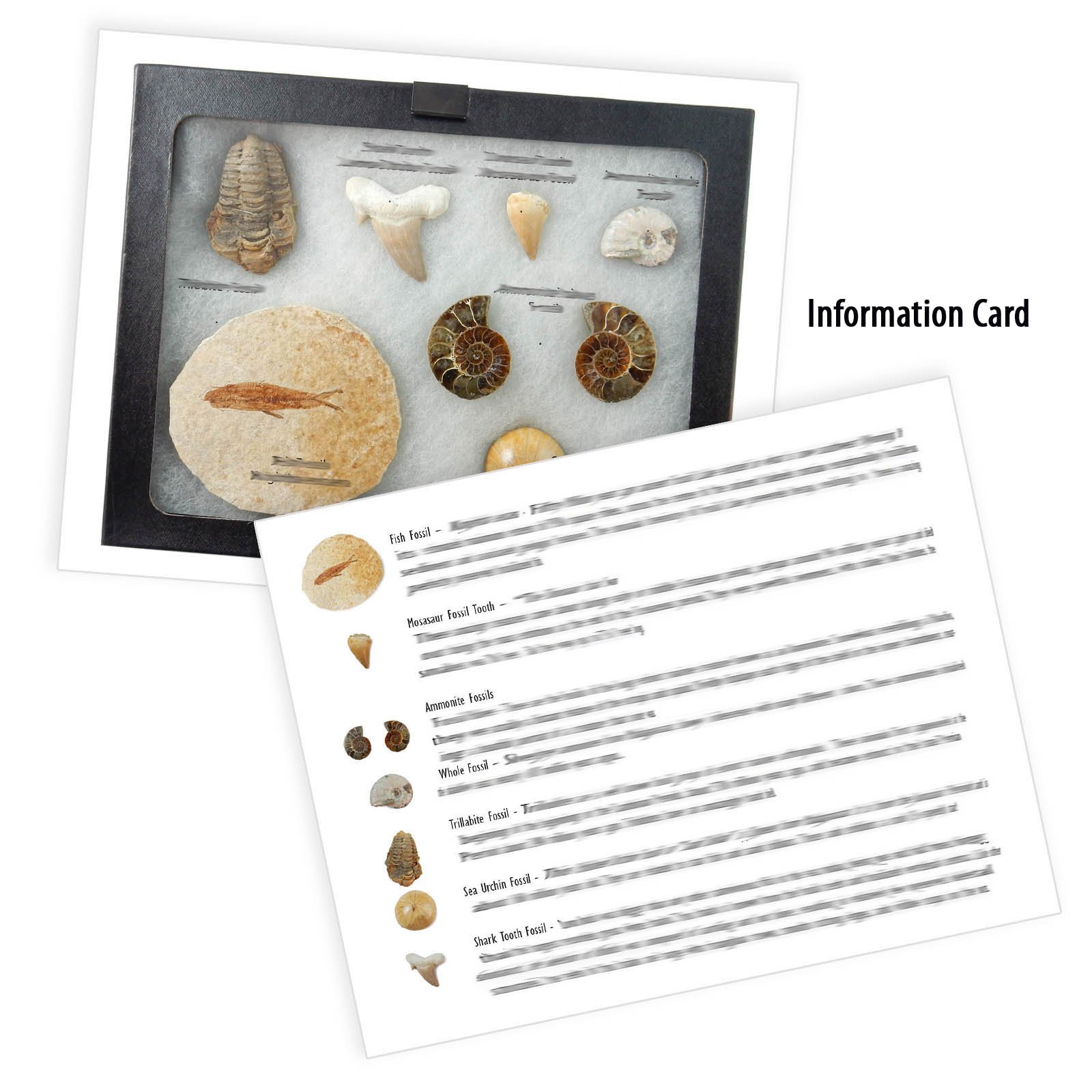 Museum Quality Fossil Collection Kit Featuring Dinosaur Fossils, Ammonites, Trilobite, Shark Tooth, Urchin and Fish Fossil - Collectors Edition Paleontology Set