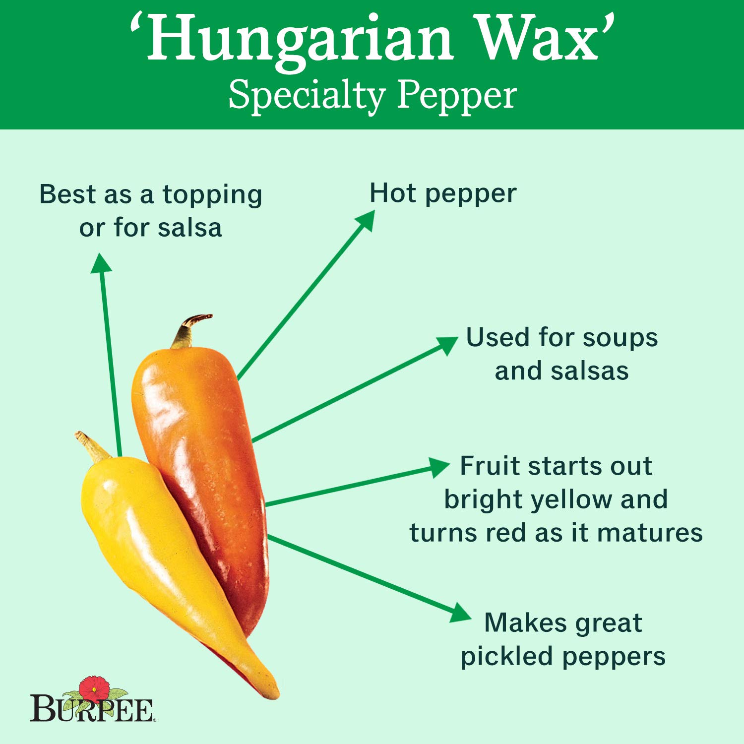 Burpee Hungarian Wax Hot Pepper Seeds 100 seeds