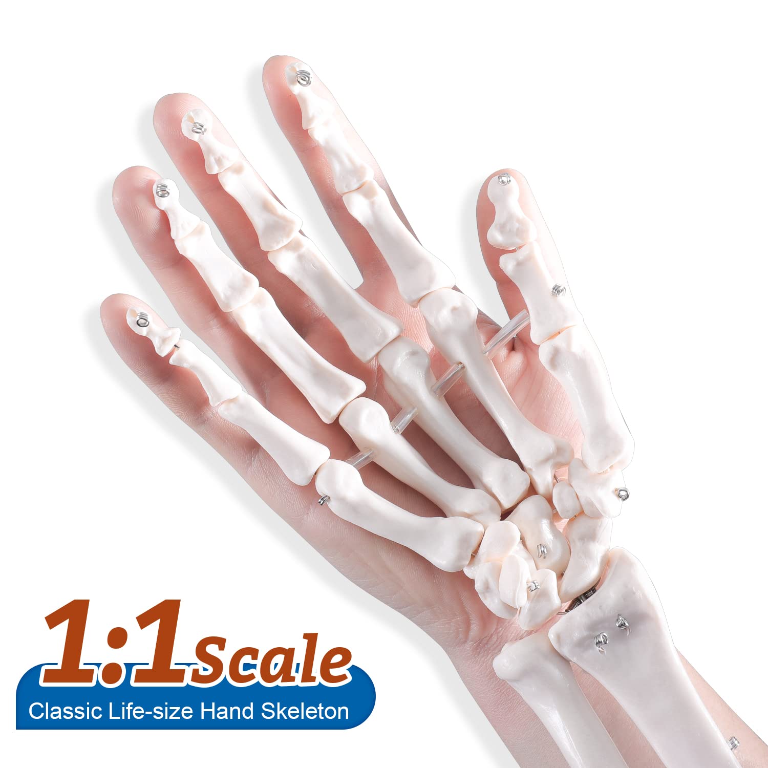 faruijie Hand Skeleton Model - Medical Human Finger Bone Anatomy Bendable Right Hand Skeleton with Articulated Joints Wrist Ulna and Radius