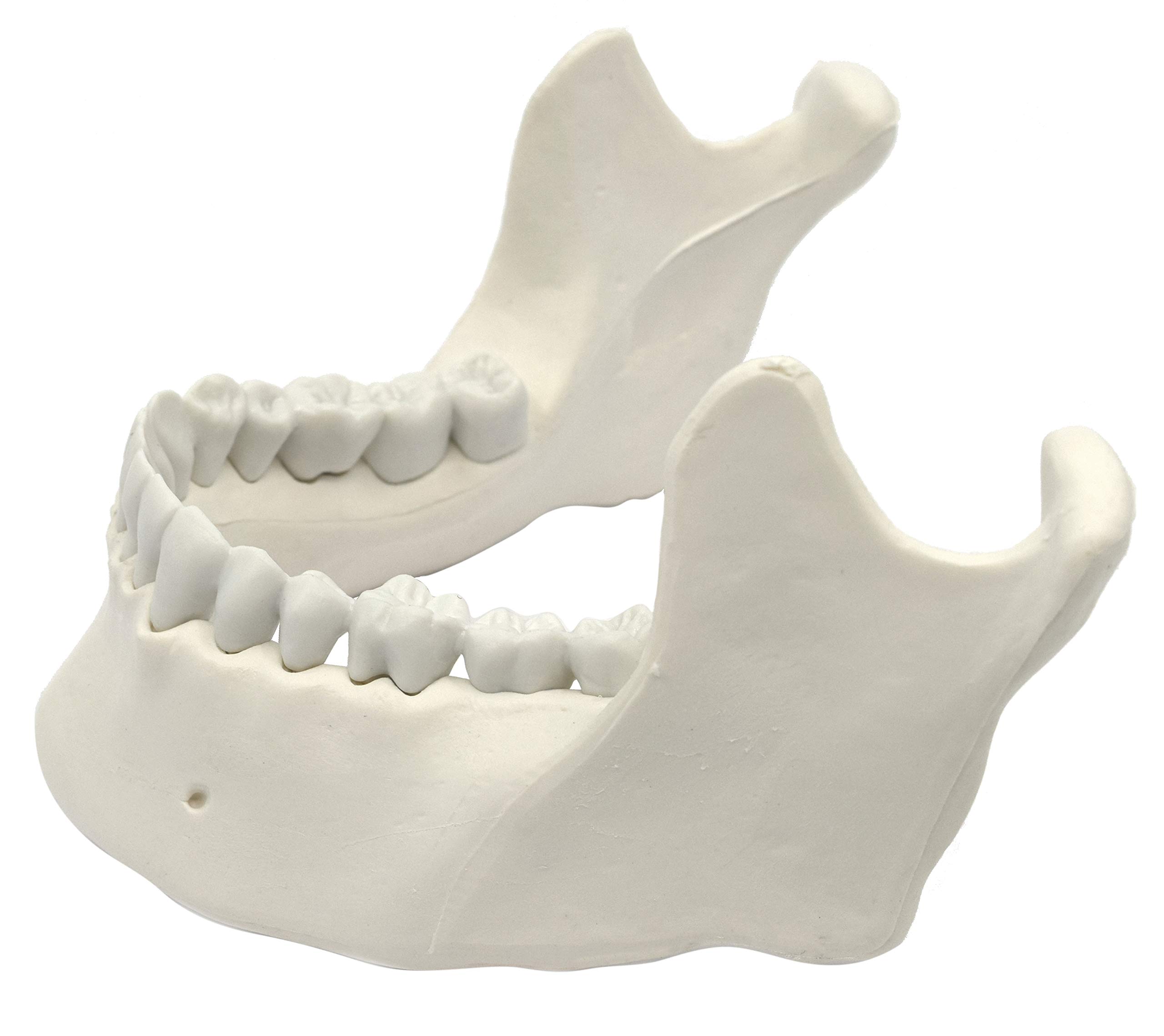 Mandible & Lower Jaw Model with 16 Teeth - Anatomically Accurate Human Bone Replica - Natural Size, Natural Color - Eisco Labs
