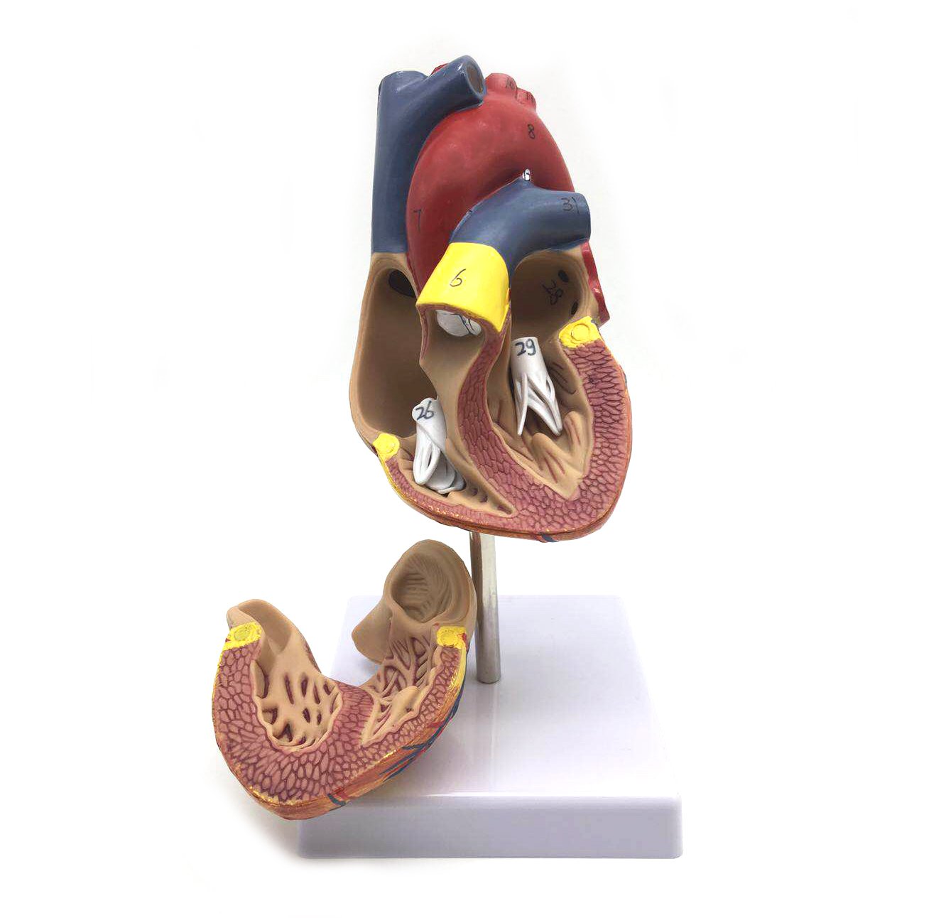 XINDAM 1: 1 Human Heart Model, Anatomically Accurate Heart Model Life Size Human Skeleton Anatomy for Science Classroom Study Display Teaching Medical Model