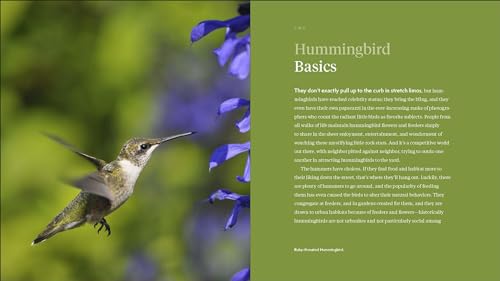 The Hummingbird Handbook: Everything You Need to Know about These Fascinating Birds