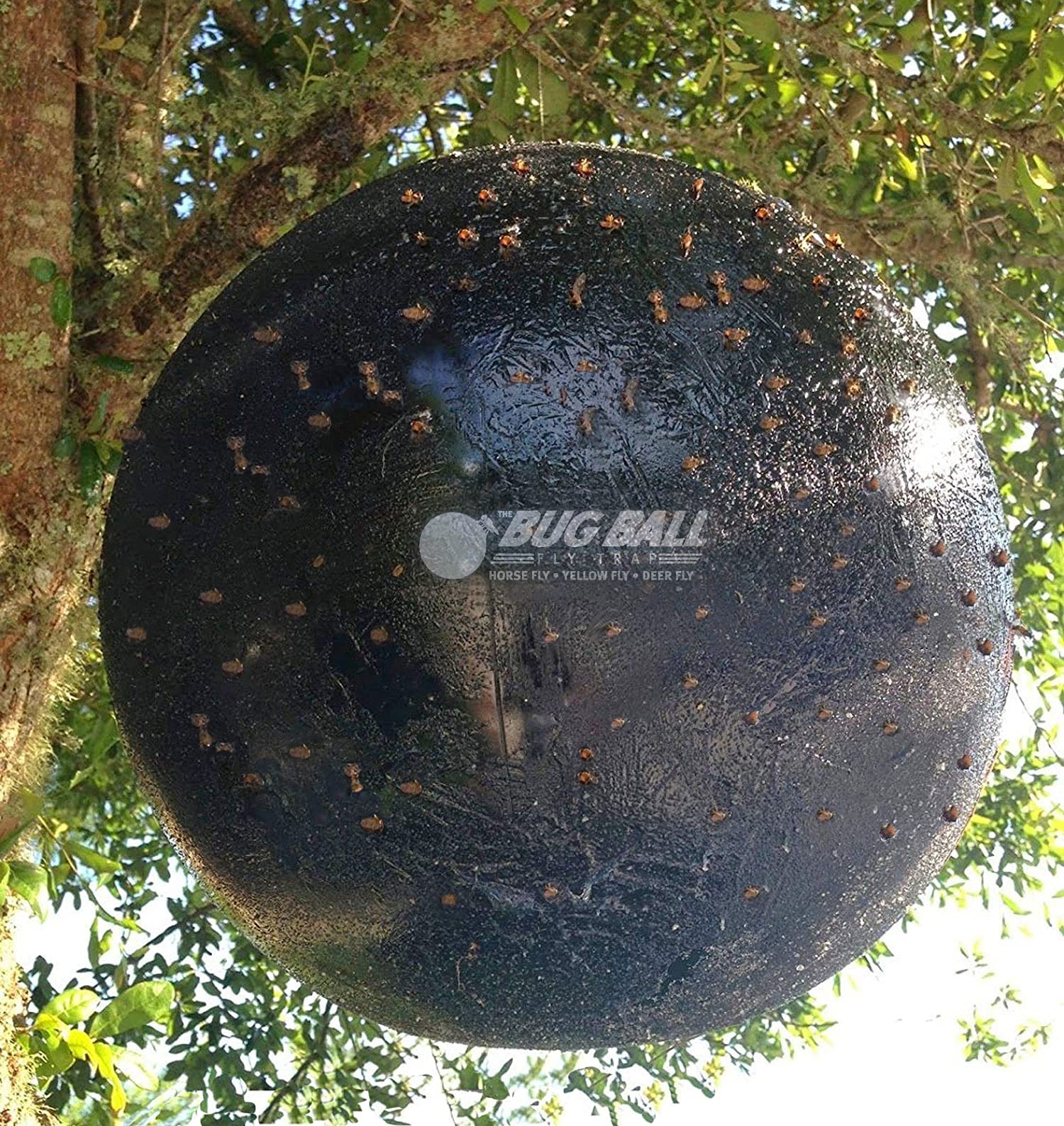 Bug Ball 2 Pack Deluxe Kit Complete- Odorless Eco-Friendly Biting Fly and Insect Killer with NO Pesticides or Electricity Needed, Kid and Pet Safe