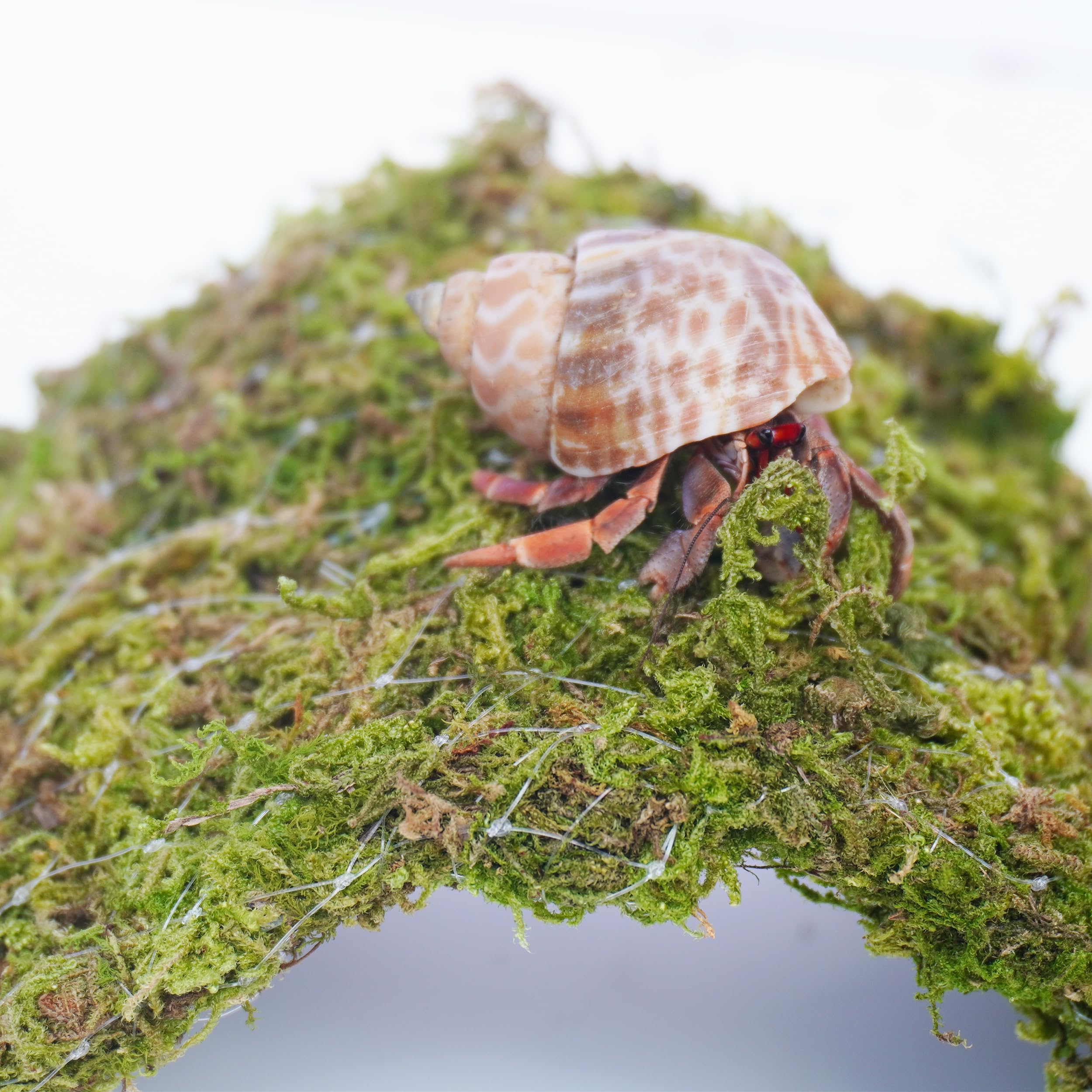 Begeterday Hermit Crab Climbing Toys, 13.5 inch Bendable Climbing Bridge, Ideal Hermit Crab Supplies for 10 Gallon Hermit Crab Tank