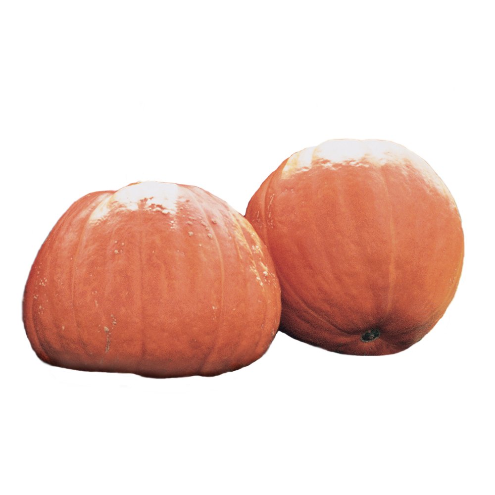 Burpee Atlantic Giant Pumpkin Seeds 13 seeds