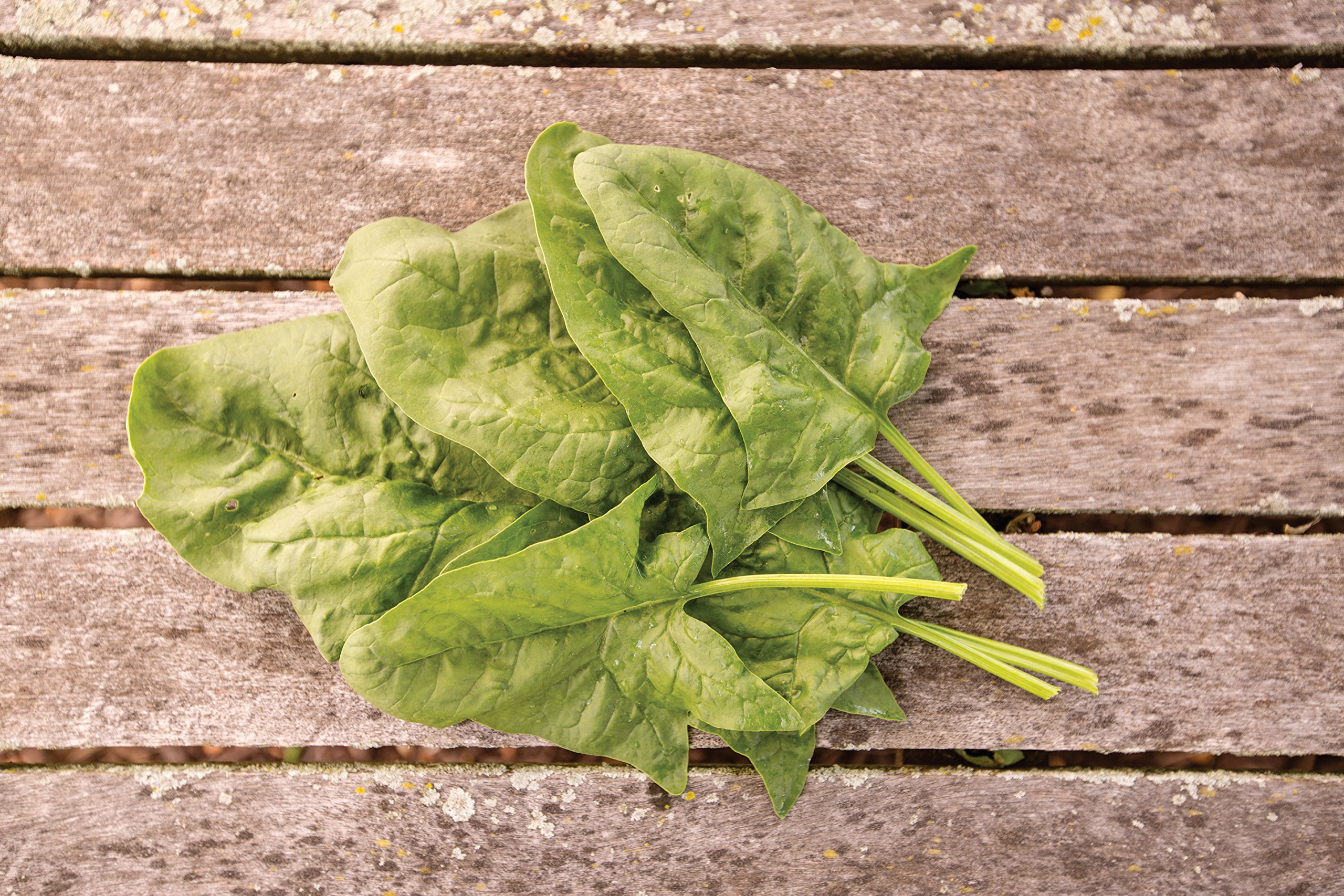 Burpee Double Take Spinach Seeds 200 seeds