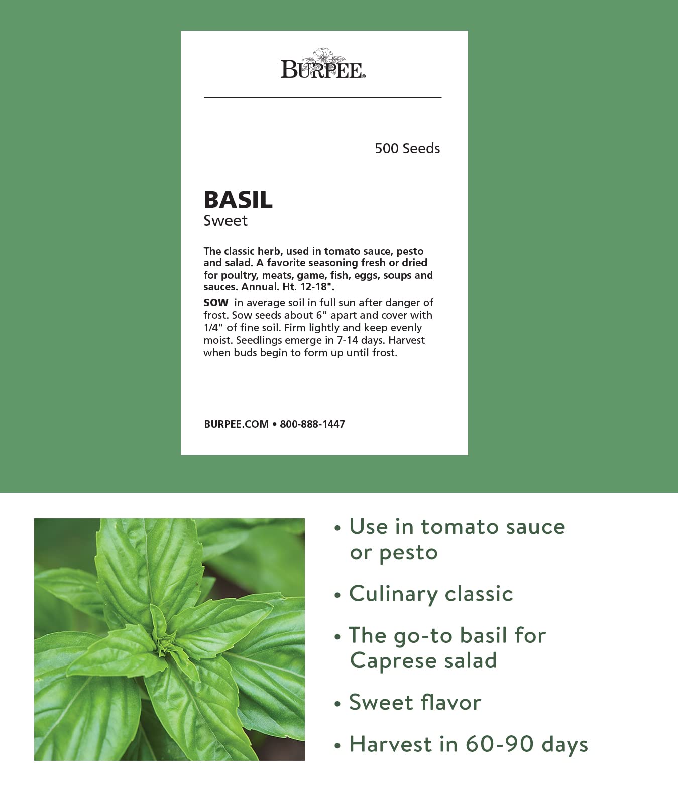 Burpee Sweet 500 Non-GMO Seeds for Planting | Grow Fresh Herb in Home Garden | Classic Basil Variety for Italian Cooking