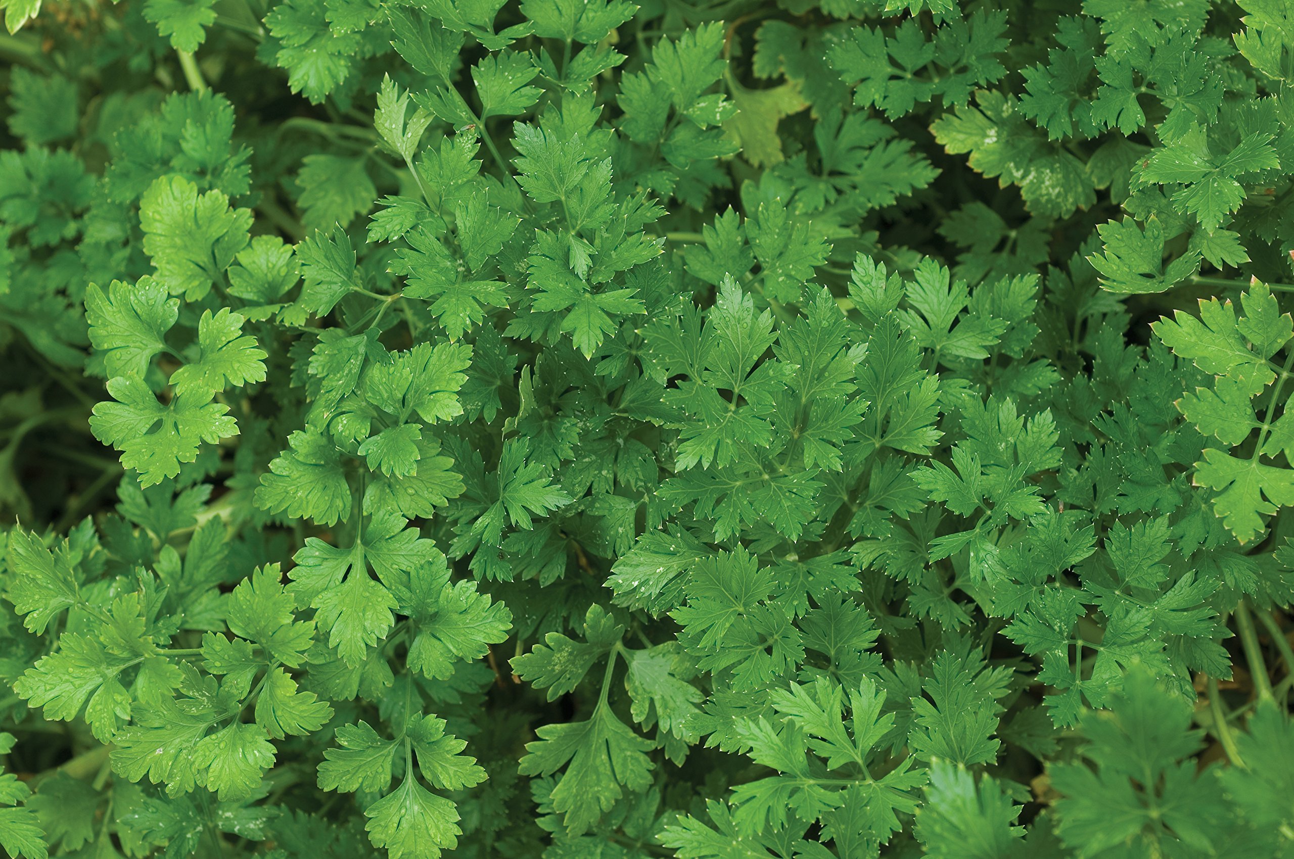 Burpee Windowsill Herb Collection Seeds 5 packets of seed.