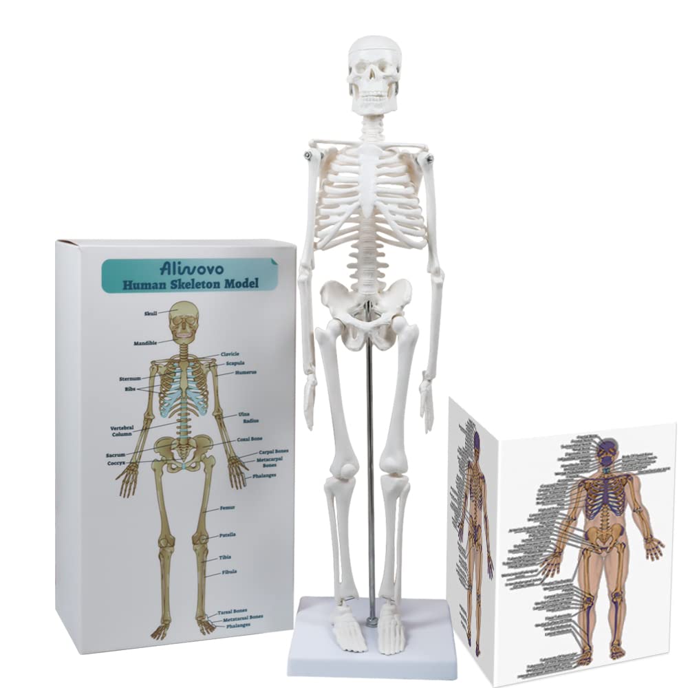 Aliwovo Anatomy Model Spine Cord Skeleton Model with Colorful Manual