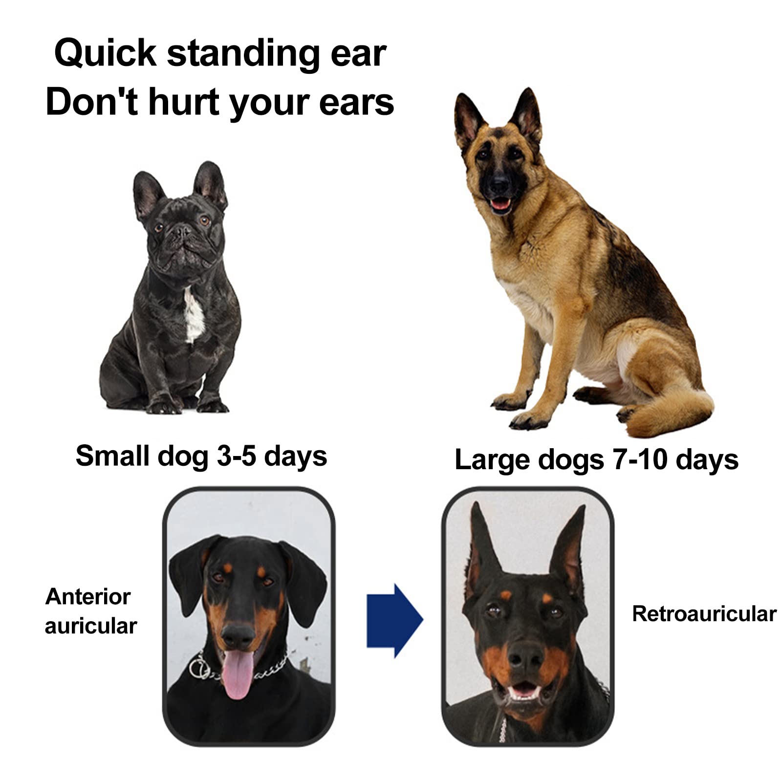 Dog Ear Stand Sticker Up Support Tool, Smaller Size Dog Ear Cover Ear Stand Up For Dogs Dog Ear Fixed Correction Vertical Holder Doberman Ear Posting Kit For Doberman Pinscher Dog Samoyed Great Dane