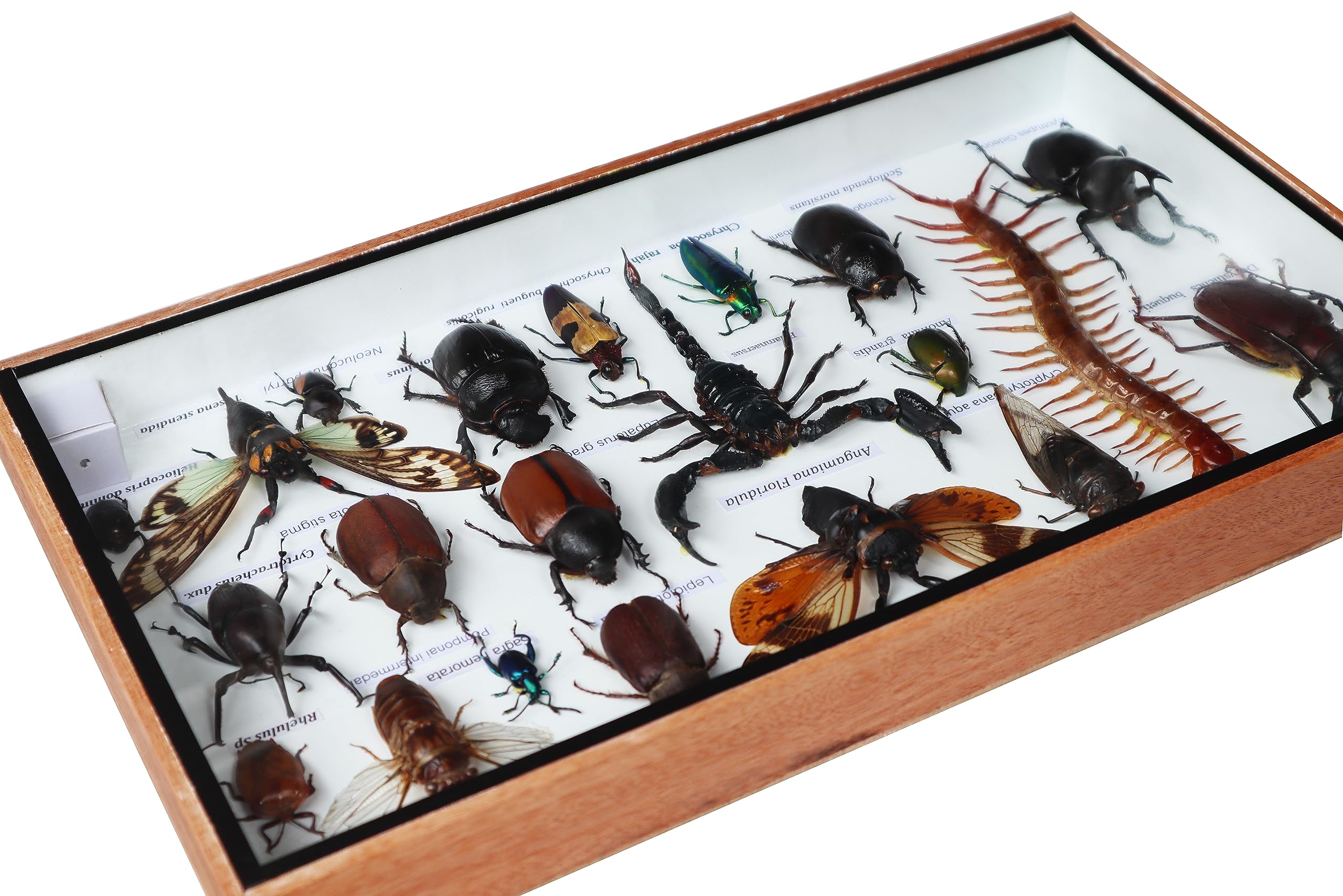 ThaiHonest Very Rare Real MIXS Insect Taxidermy Set in Boxes Display for Collectibles
