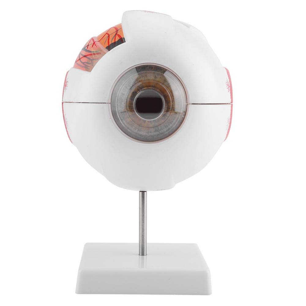 Hilitand 6X Magnification Human Eye Ball Anatomy Model, Anatomical Learning Display Tools
