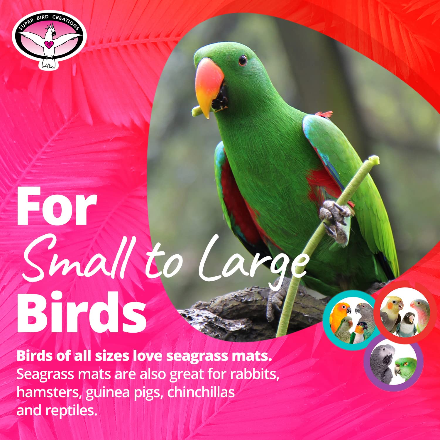 Super Bird Creations SB50006 Seagrass Mat for Cage Decor, Pet Enrichment and Boredom Relief - Versatile Toy-Making Base - Ideal for Parrots - Small to Large Birds & Reptiles - 12"x14" (3 Pack)