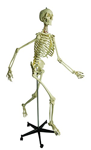 Rudiger Anatomie Physiological Skeleton with Flexible Spine, Spinal Cord, Vertebral Arteries, Mounted Herniated Disc and Sectioned Sacrum, Includes Display Stand with Casters, Dust Cover, and Warranty